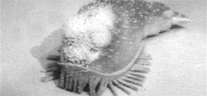 Doctor Who 1963 - 1968 - Doctor Who Timeline